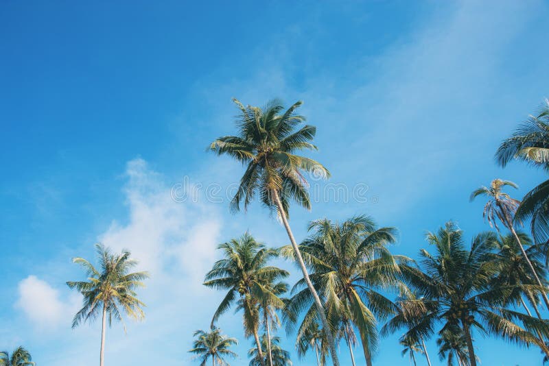 Coconut Tree with Colorful at Sky. Stock Photo - Image of relax, asia ...