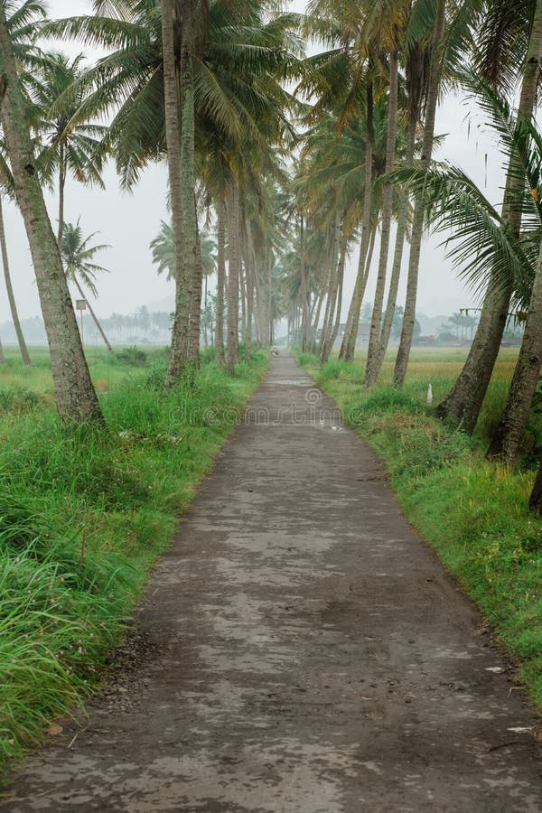 Coconut Tree Road stock photo. Image of fruit, road, tall - 3564180