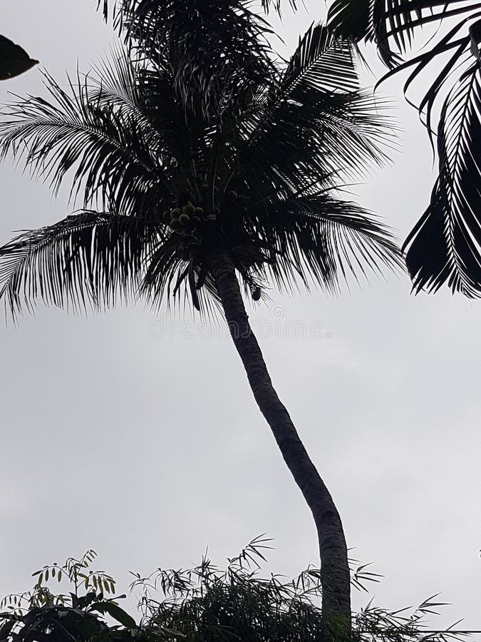 Coconut tree dancing stock photo. Image of coconut, monochrome - 271124140