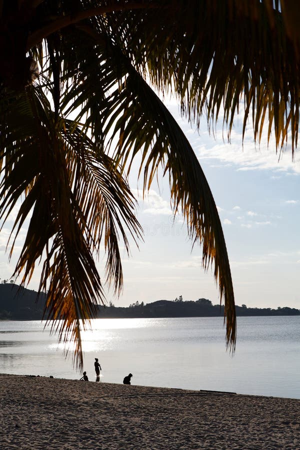 Coconut Tree at Dawn on the Beach Stock Image - Image of coconut ...