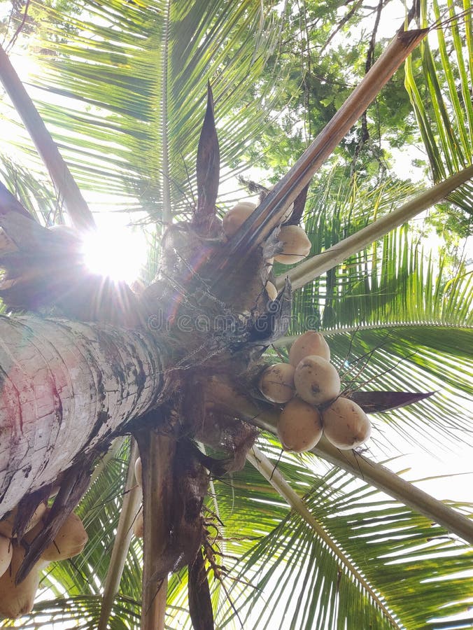 Coconut Tree during the Day Stock Image - Image of flower, light: 264014793