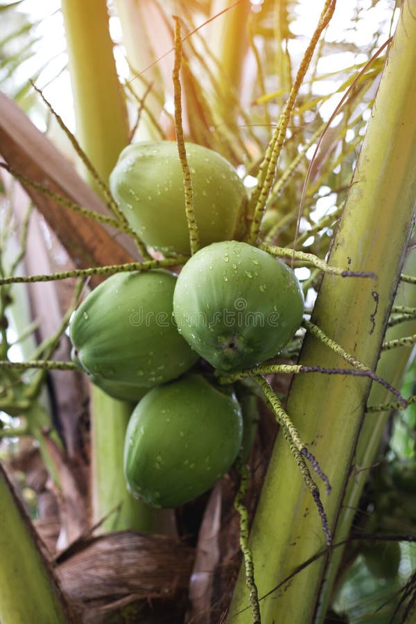 Coconut Tree with Droplets after Rain Stock Photo - Image of green ...