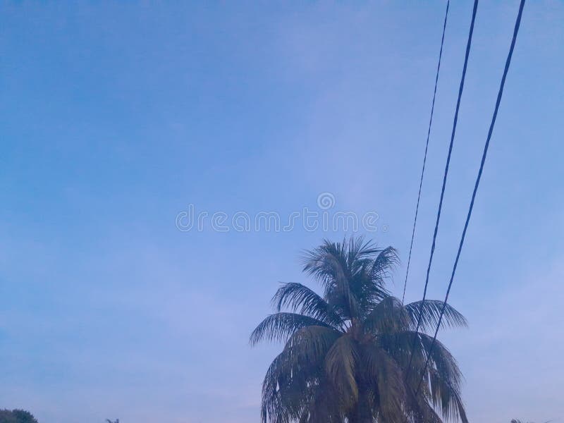 Coconut Tree and Electricity Line Wire with Blue Sky As Background ...