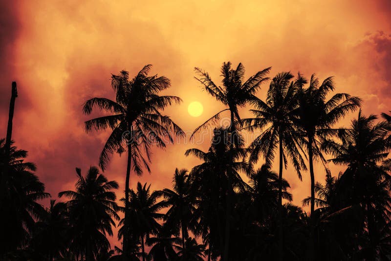 Coconut Tree with the Evening Sky. Stock Image - Image of beatiful ...