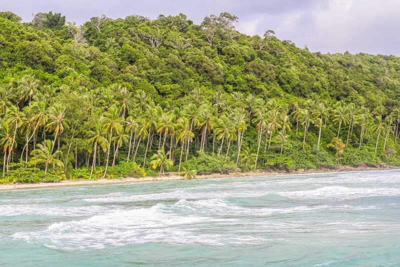 Coconut Tree Fan stock image. Image of landscape, tropic - 66498947