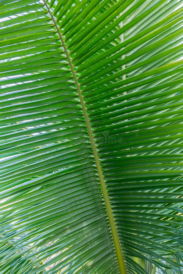 Coconut tree stock image. Image of clay, ground, garden - 57120597