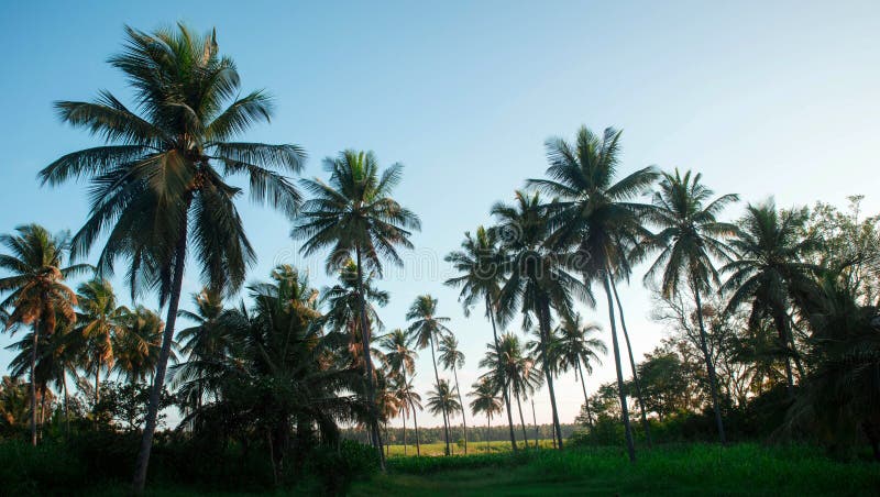 Coconut tree farm in India stock photo. Image of green - 201139280