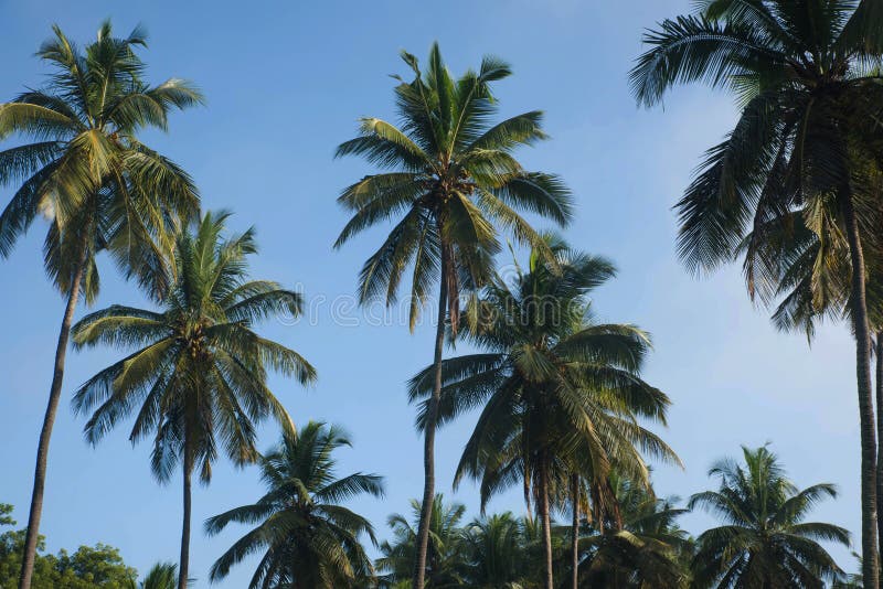 Coconut tree farm in India stock image. Image of india - 201139667
