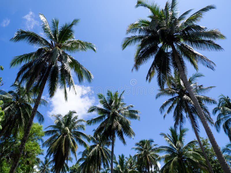 Coconut tree stock image. Image of palm, nature, blue - 55101639