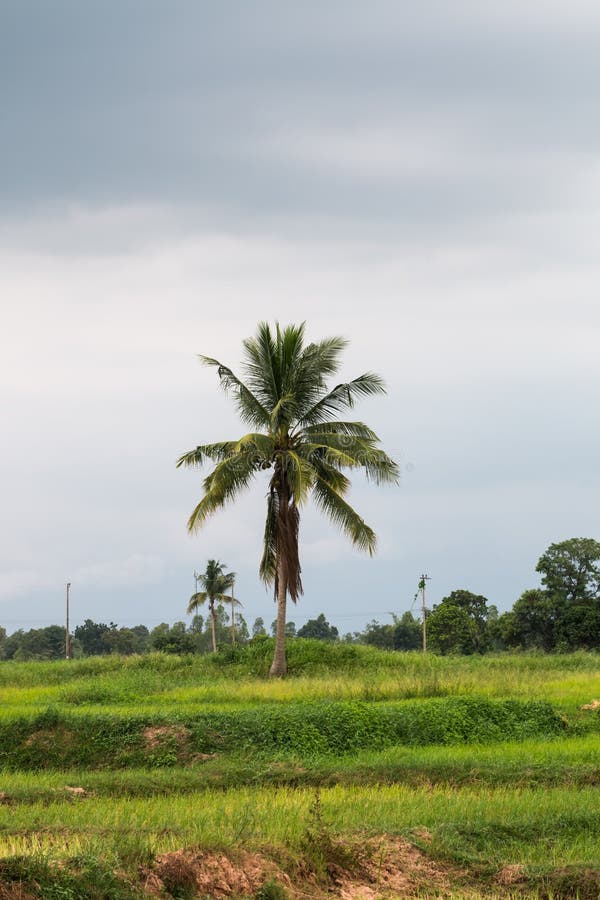 Coconut tree on field stock photo. Image of travel, landscape - 77089142