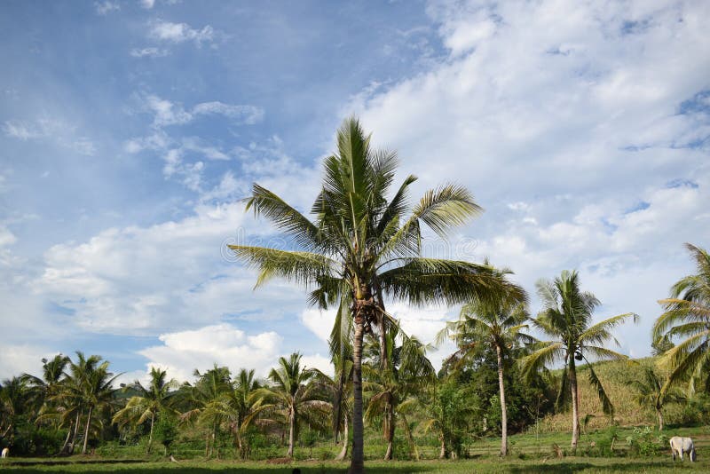 A Coconut Tree in the Field Stock Photo - Image of fruit, organic ...