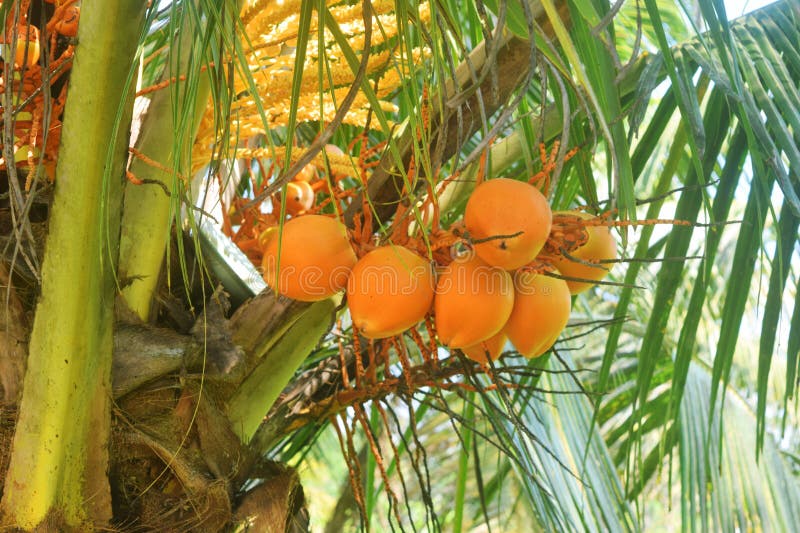 The Coconut Tree is Filled with Young Coconuts Stock Image - Image of ...