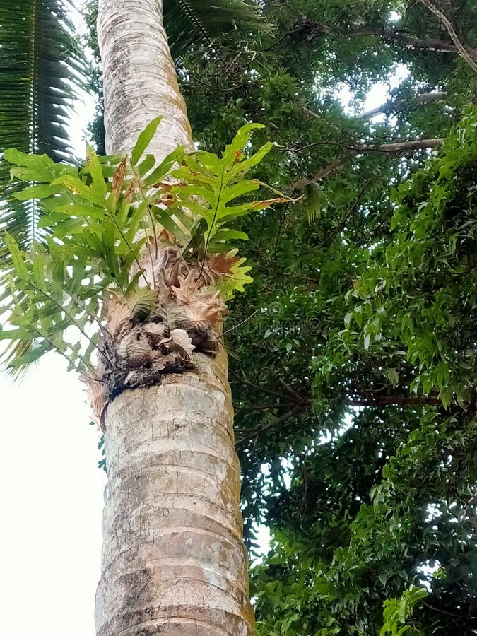 Coconut Tree with Flowers Growing from Its Trunk Stock Image - Image of ...