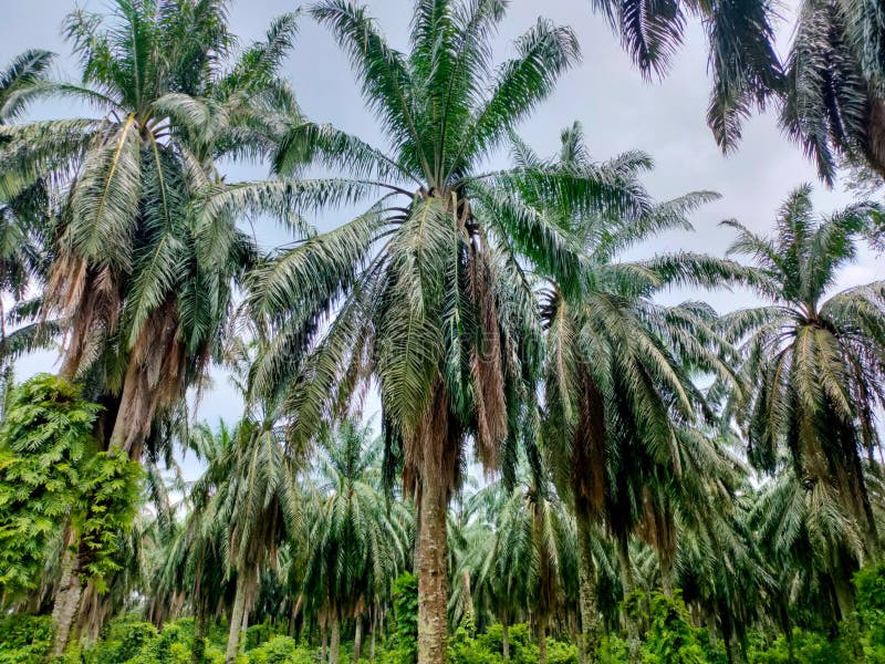Coconut Tree in a Forest, Coconut Tree Forest Near the Beach Stock ...