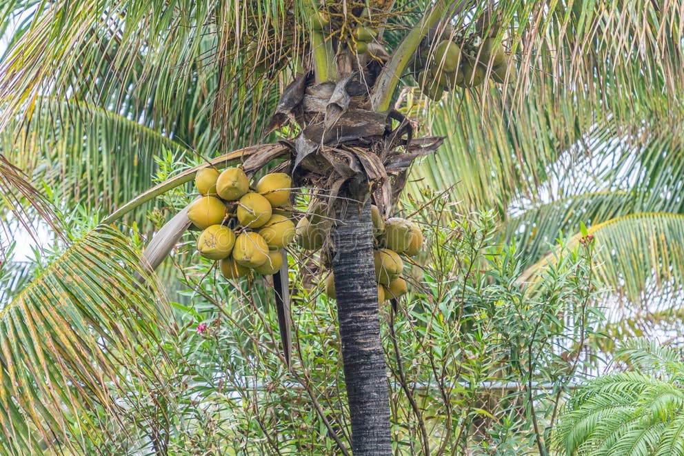 Coconut Tree in Forest on a Private Island Stock Photo - Image of tree ...
