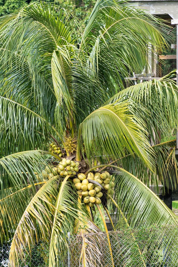 Coconut Tree in Forest on a Private Island Stock Image - Image of ...