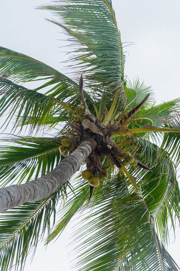 Coconut Tree in Forest on a Private Island Stock Photo - Image of ...