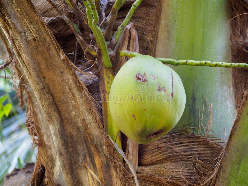 Coconut on tree stock photo. Image of organic, branch - 116472212