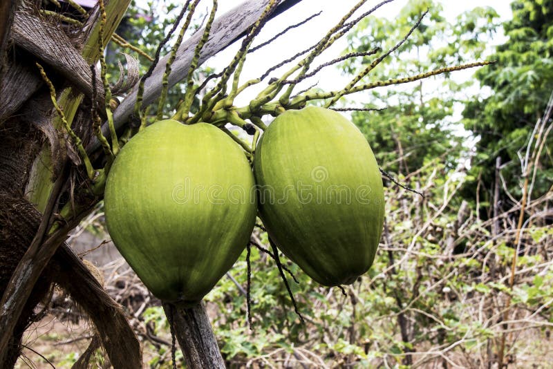 Coconut tree stock photo. Image of bunch, nuts, branch - 120781186