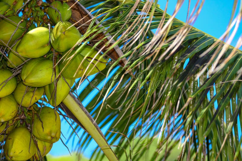 Coconut Tree Fresh Exotic Food Stock Image - Image of exotic, bundle ...