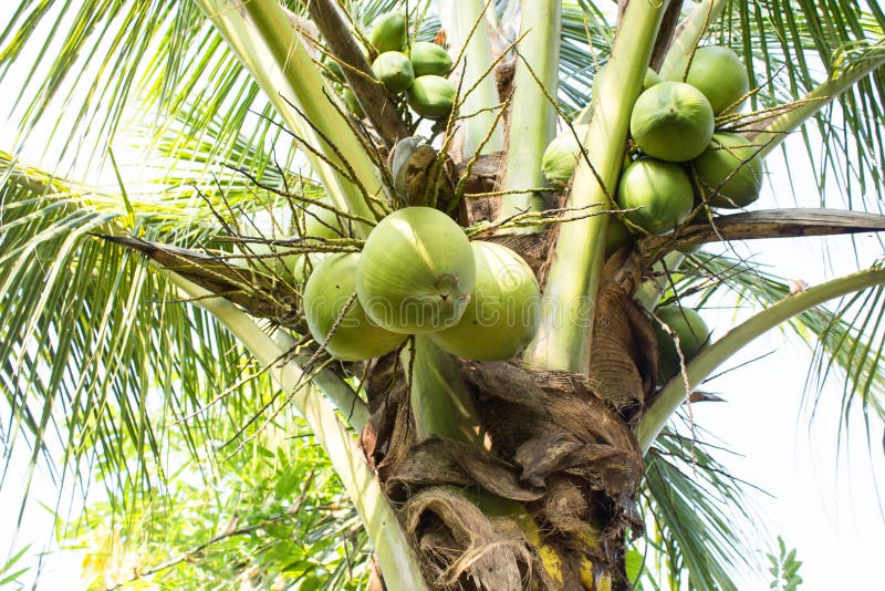 Coconut tree stock photo. Image of luscious, tree, nature - 34350780