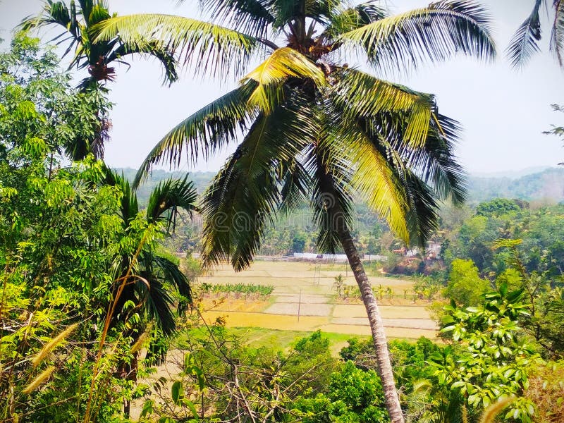 Coconut Tree in Front of the View Stock Image - Image of shrub ...