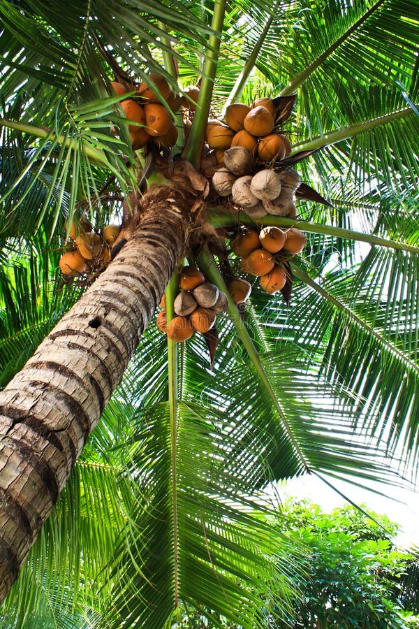 The coconut tree and fruit stock photo. Image of food - 23628484