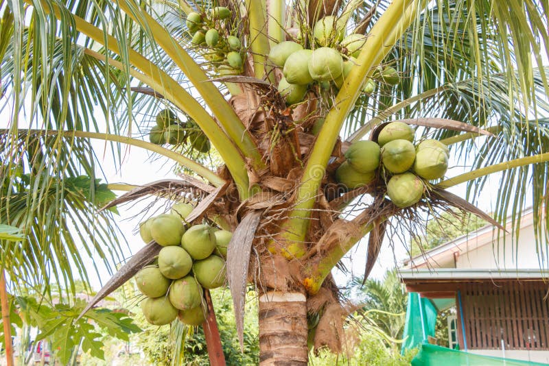Coconut tree stock photo. Image of leaf, nature, growth - 55361314