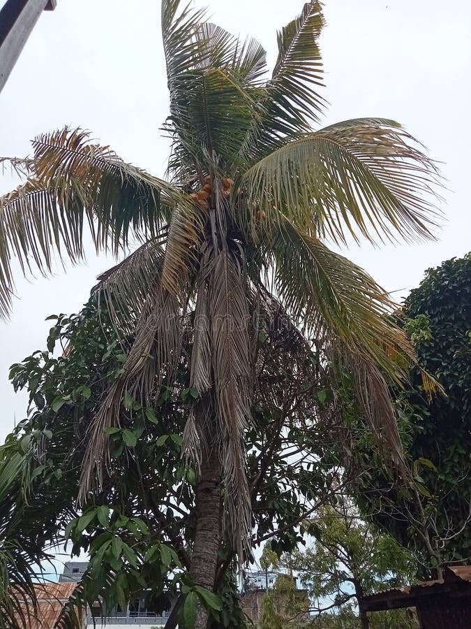 Coconut Tree Fruit is Already Orange Stock Photo - Image of palm, trees ...