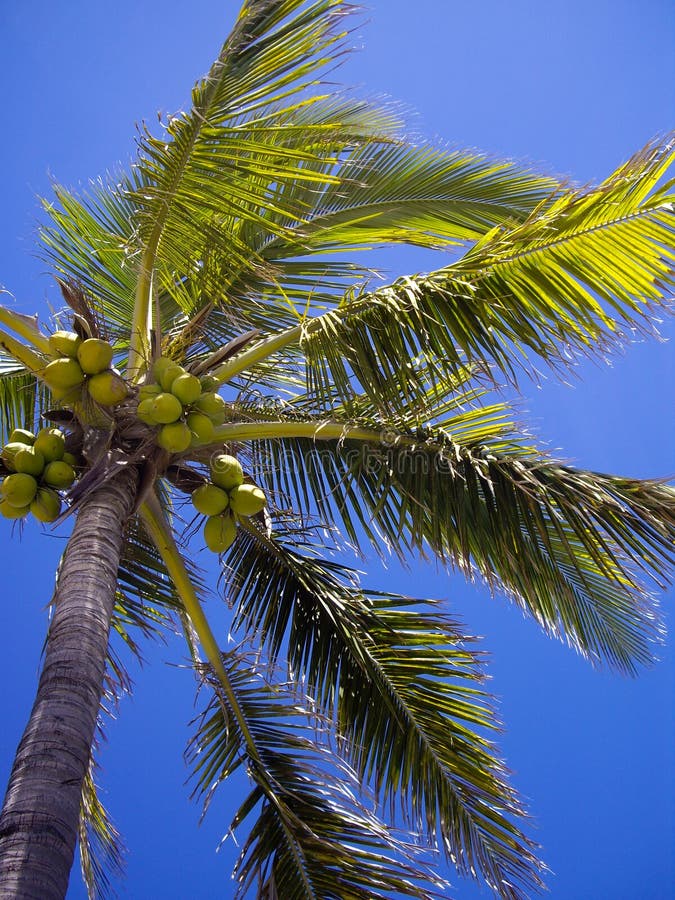 Coconut Tree stock image. Image of fruit, sonora, mexico - 41008633
