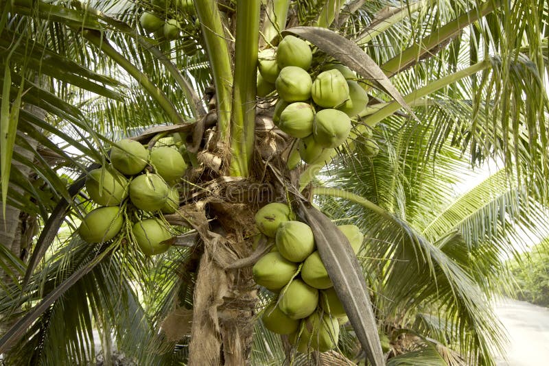 Coconut Tree with Coconut Fruits Stock Image - Image of fresh, closeup ...