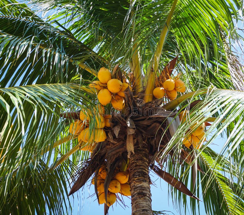 Coconut Tree and Fruits in Melaka, Malaysia Stock Photo - Image of ...