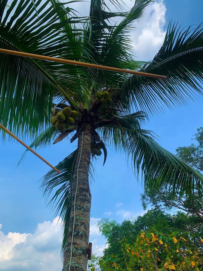 Coconut Tree with Fruits Vertical Shot Stock Image - Image of caribbean ...