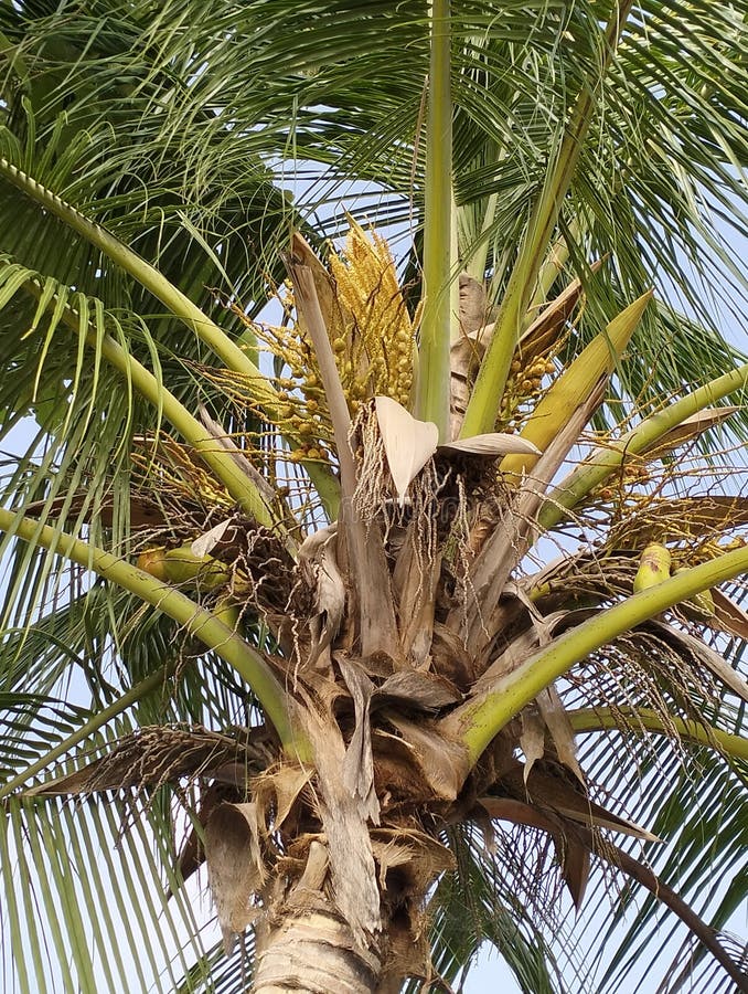 Coconut tree stock image. Image of fruting, natural - 258042625