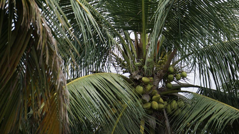 Malaysia Mature Hairy Stock Photos - Free & Royalty-Free Stock Photos ...