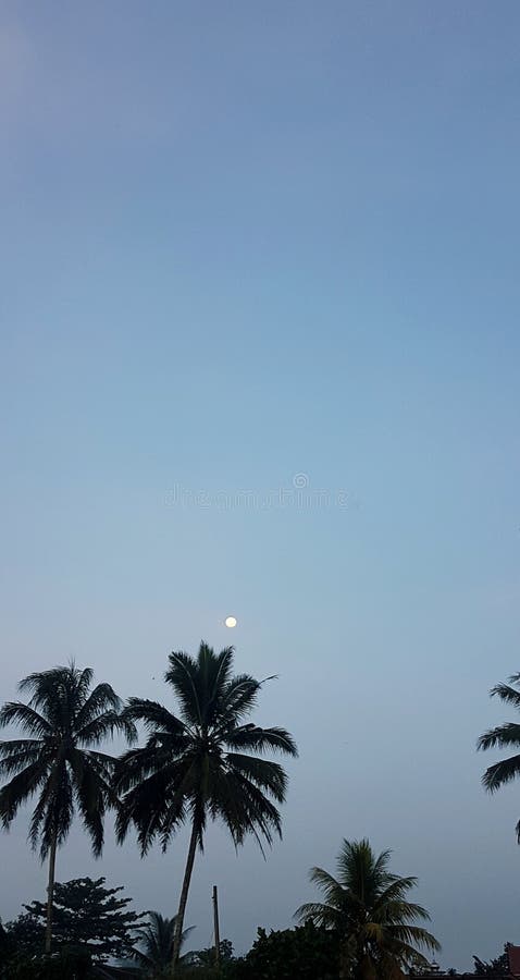 Coconut Tree with Full Moon Stock Photo - Image of ocean, light: 262476146