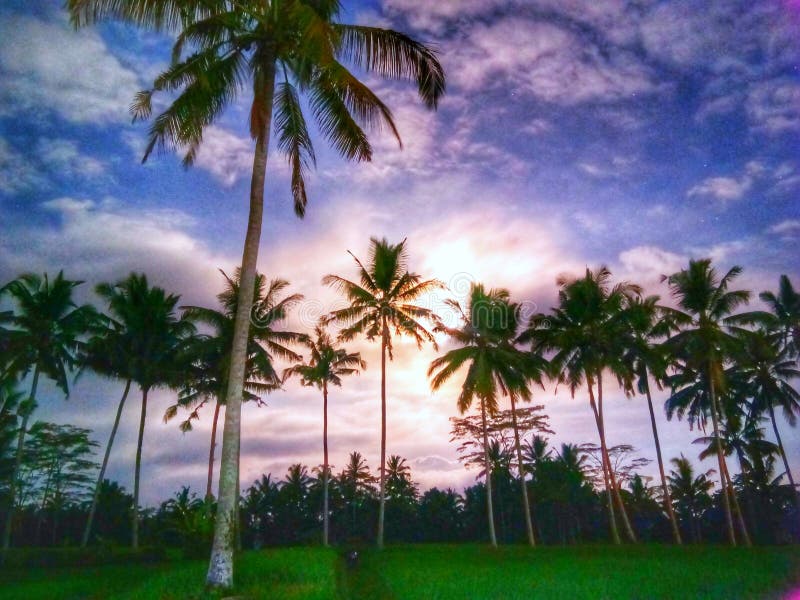 Coconut Tree on a Full Moon Night Stock Image - Image of yellow, green ...