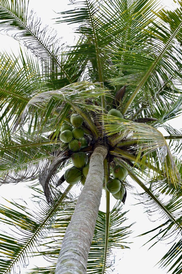 Thailand Coconut in the Trees Stock Image - Image of botanical ...