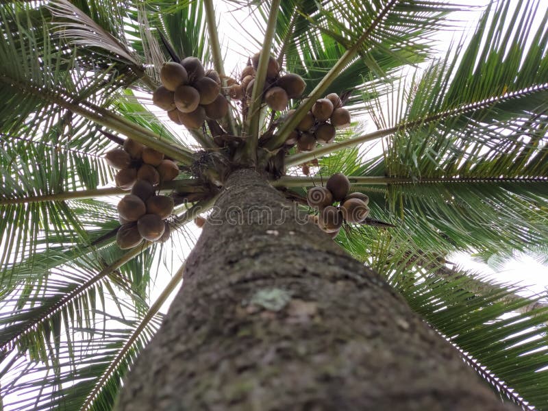 A Coconut Tree Full of Coconut ,a View from Bottom Stock Photo - Image ...