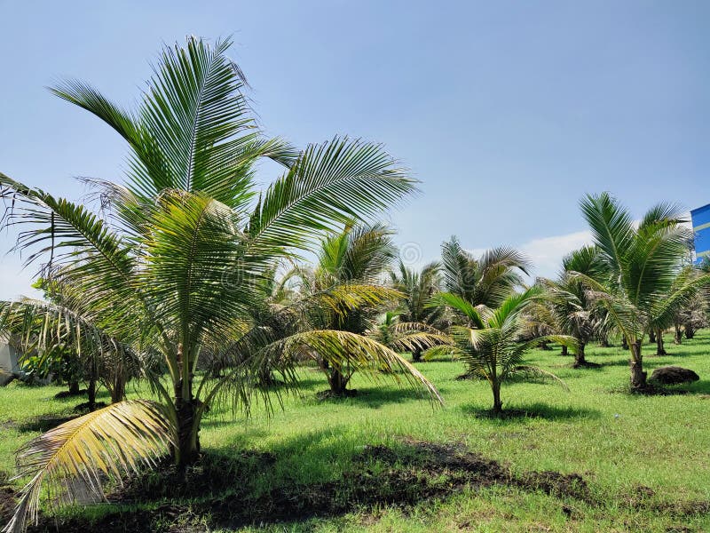 Coconut tree garden stock image. Image of jungle, crop - 262356409