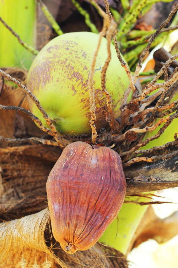 Coconut tree in the garden stock photo. Image of group - 36415656