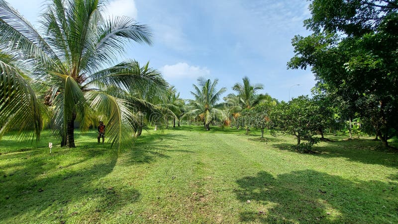Coconut tree in the garden stock photo. Image of tree - 375373996