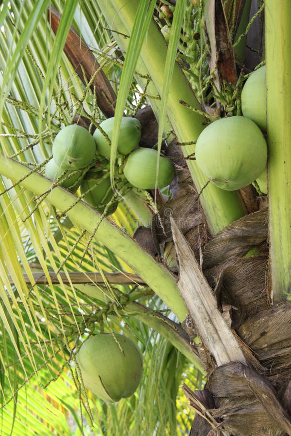 Coconut Tree stock photo. Image of outdoor, hanging, garden - 40849792
