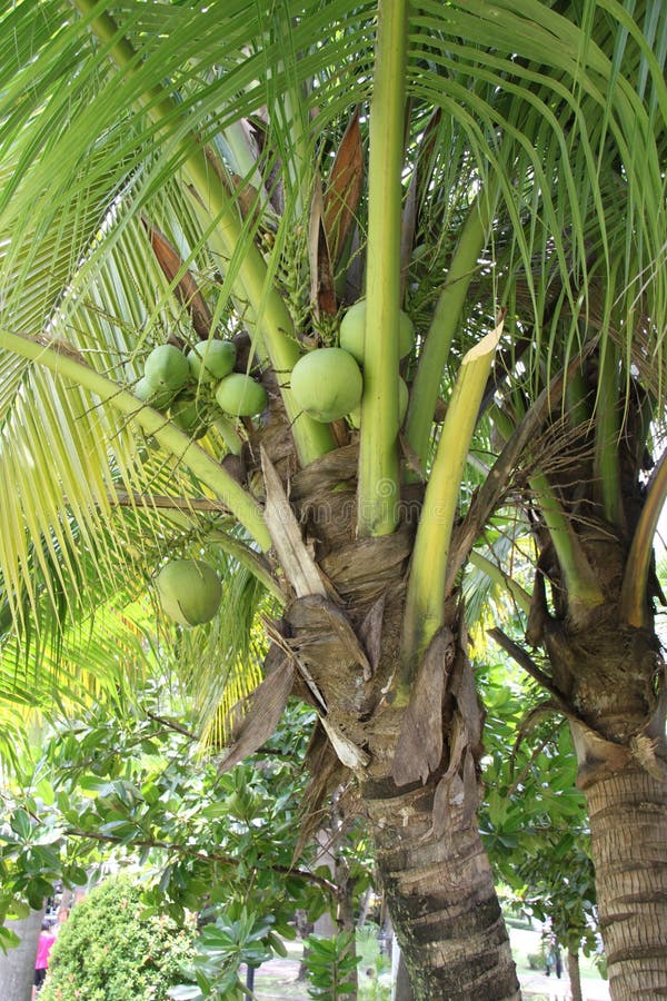 Coconut Tree stock photo. Image of depth, outdoor, coconut - 40881960