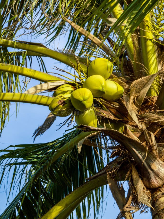 Coconut tree stock photo. Image of waterfuit, agriculture - 44016530