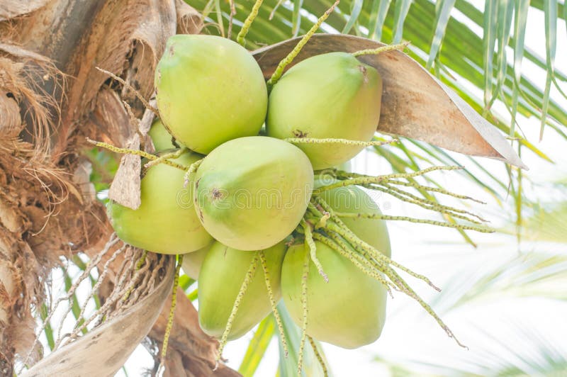 Coconut tree stock photo. Image of asian, fresh, fruit - 44183948