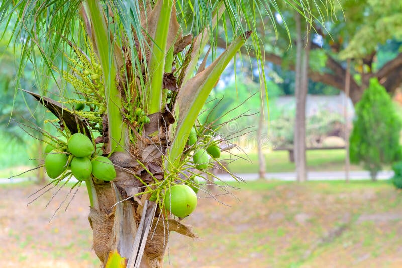 Coconut tree in the garden stock photo. Image of food - 76742544