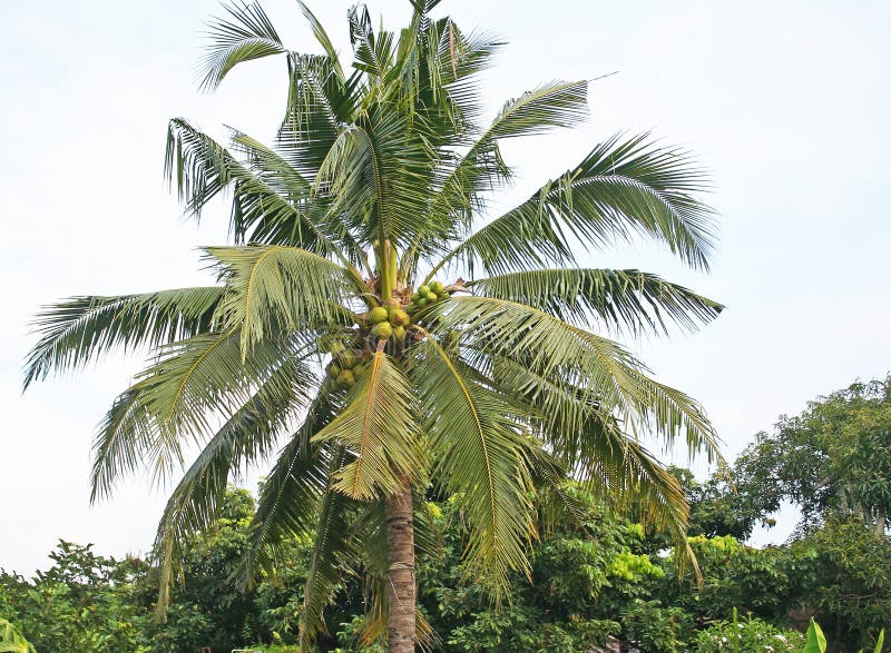 Coconut tree garden stock photo. Image of landscape, grass - 59912258