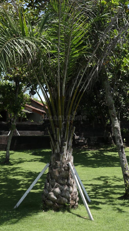 Coconut Tree in the Garden. Garden on a Hill by the Sea. Blue Sea Beach ...