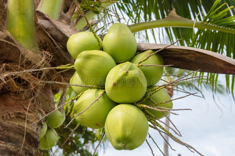 Coconut on the Tree , Green Coconut at Tree. Stock Image - Image of ...